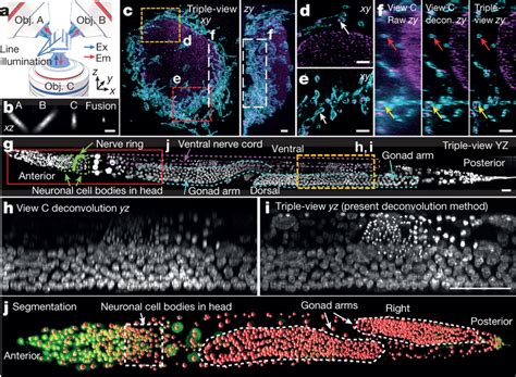 Multiview Line Confocal Microscopy A Concept Diffraction Limited Line Download Scientific