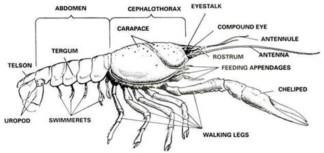 Aqua Fanatic Crayfish Anatomy