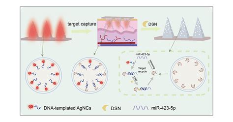 Silver Nanoclusters Decorated Porous Microneedles Coupling Duplex Specific Nuclease Assisted