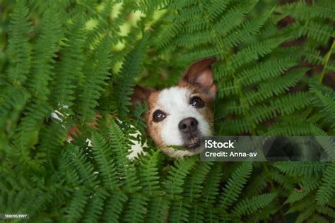 숲 속의 개 펀 터 잭 러셀 테리어 양치류 뒤에서 엿보는 재미 있습니다 가을 단풍에 대한 스톡 사진 및 기타 이미지 가을 단풍 가축 갈색 Istock