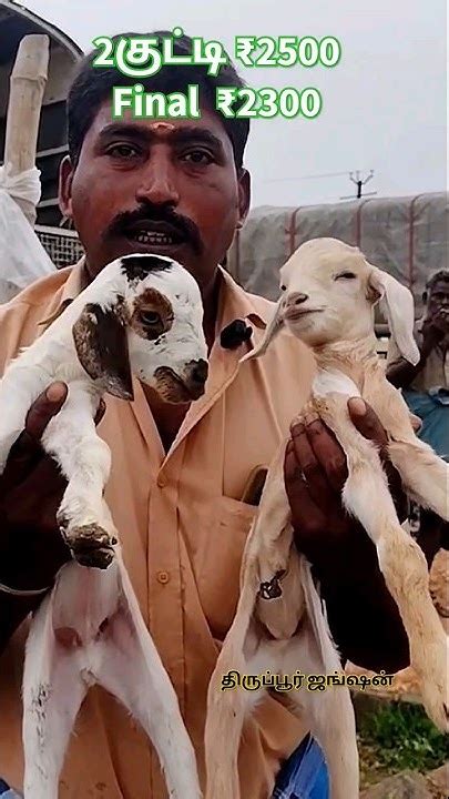குன்னத்தூர் ஆட்டுச்சந்தை 2குட்டி 2500 Final 2300 Shortsfeed Market Goat Livestockmarket