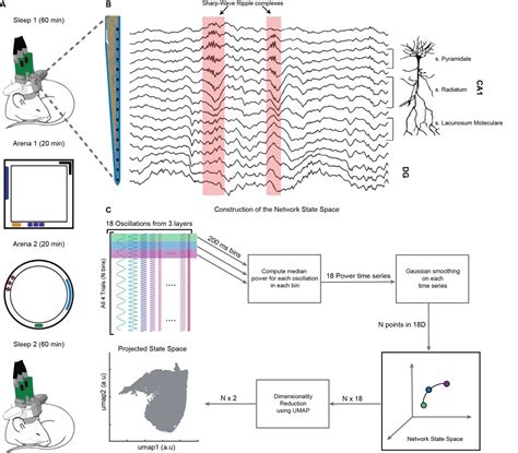 State Dependent Coupling Of Hippocampal Oscillations Elife