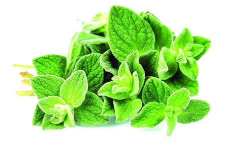 ორეგანო თავშავას ევროპელი ტყუპისცალი კვირის პალიტრა