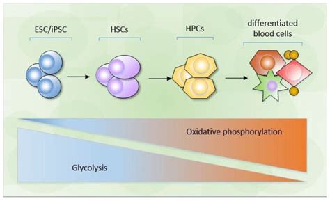 Influences On The Hematopoietic Stem Cell Niche