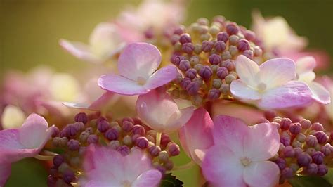 배경 화면 핑크 수국 매크로 사진 꽃 꽃이 핌 1920x1200 그림 이미지