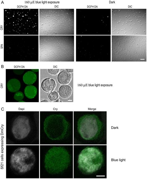 Subcellular Localization Of Ros And Dmcry In Sf21 Insect Cells Exposed