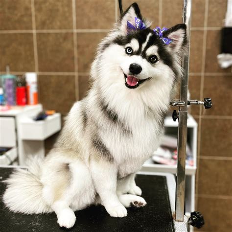 Maya The Pomskysweet But Psycho The Look In Her Eyes Says It All Rpomsky