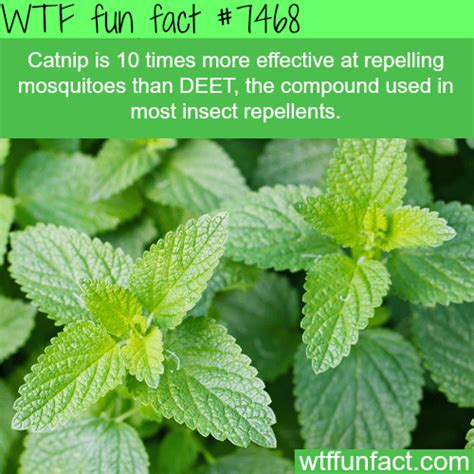 Catnip Facts Catnip Facts