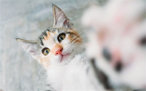 Install Ssl Certificate On Tomcat Web Server