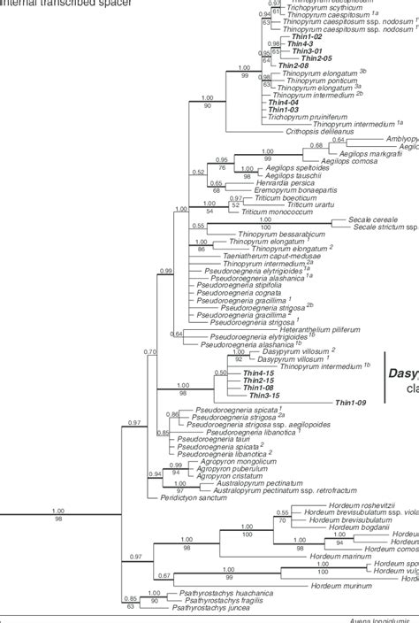 Bayesian Phylogenetic Tree Based On Its Sequences Branches Found In