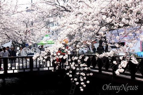 30일 오후 창원시 진해구 경화천 벚꽃 오마이포토