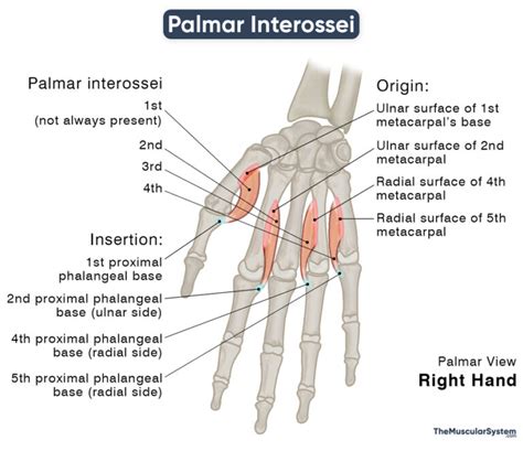 Palmar Interossei The Muscular System