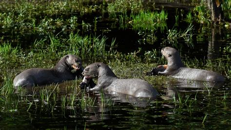 Galería Al 100 Del Yaguareté A Los Ciervos Las 60 Fotos Más
