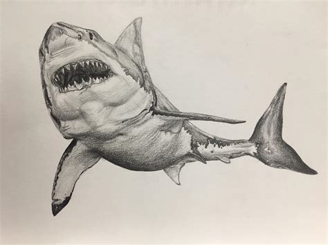 Realistic Great White Shark Coloring Page Free Printable