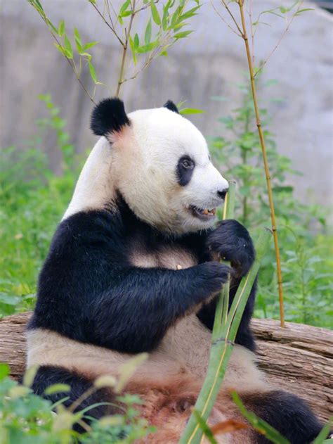 Tello Panda Object Detection Dataset By Fcu University