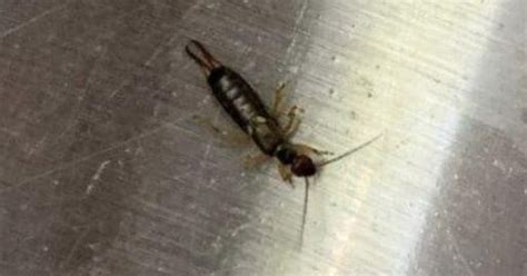 If You Find These Scary Looking Insects In Your Home You Had Better