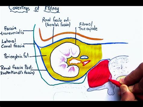 Renal Fascia Anatomy