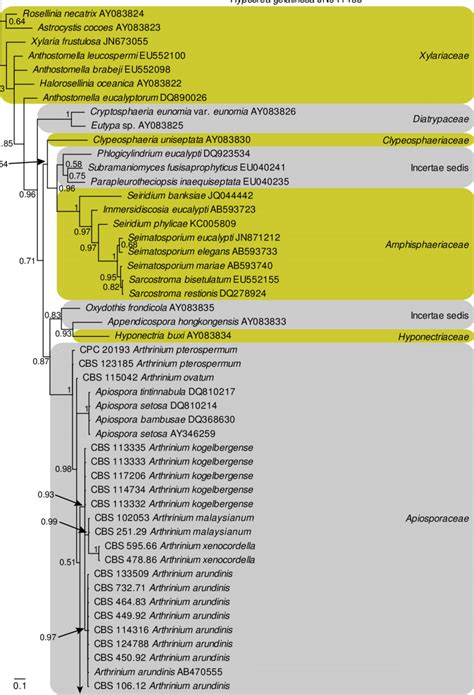 Consensus Phylogram 50 Majority Rule Of 3 984 Trees Resulting From Download Scientific