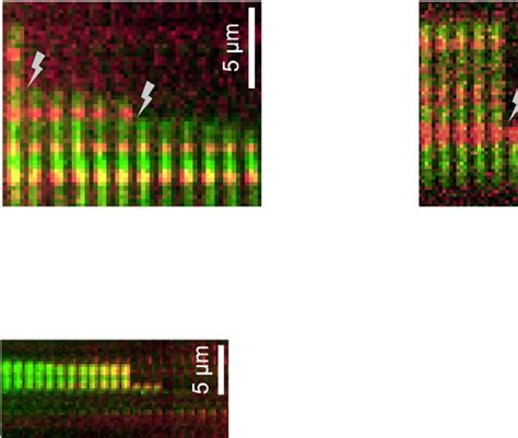 Characterization Of Filament Severing By Cofilin Domains A And B Download Scientific Diagram