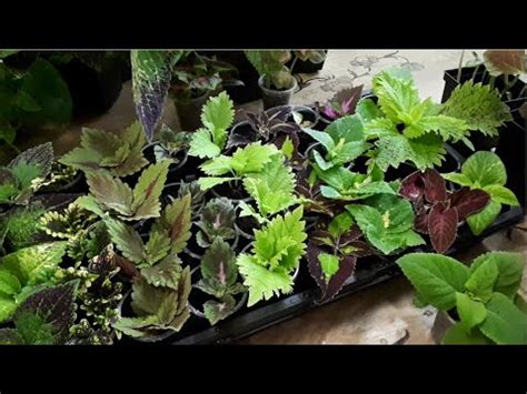 КОЛЕУС. Как СОХРАНИТЬ колеус ЗИМОЙ. Сорта колеусов - YouTube
