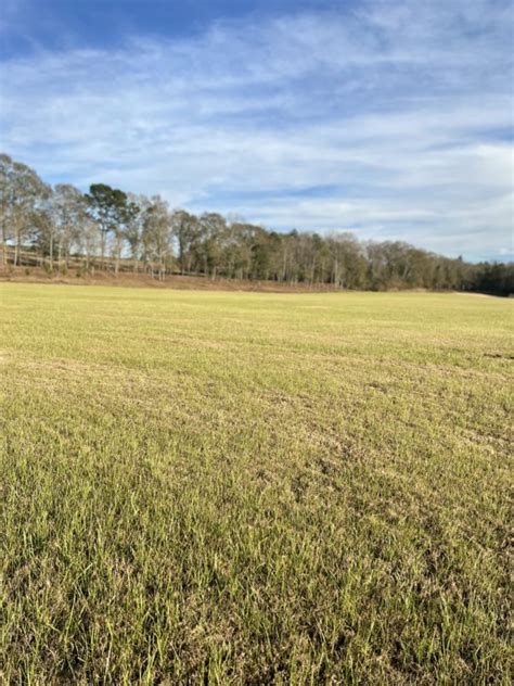 All You Need To Know About Bermuda Grass Green Grass Sod Farms