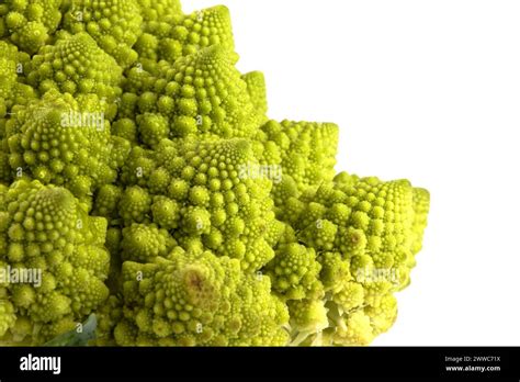 A Biological Example Of Fibonacci Spirals And Fractals In Nature Using