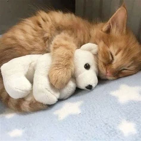 Cute Sleeping Cat Meme