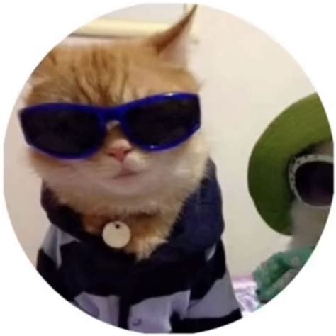 Tt Pfp Y2k Cat In 2024 Profilbilder Katzen