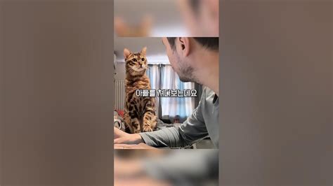 고양이가 일하는 아빠를 애처롭게 쳐다본 이유 Youtube
