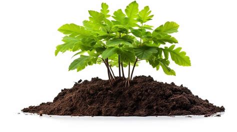 Premium Ai Image A Sturdy Oak Tree Sapling Emerging From A Clump Of