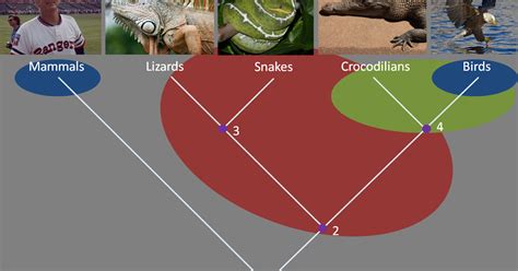 Evolutionary Palaeobiology Tree Thinking [2]