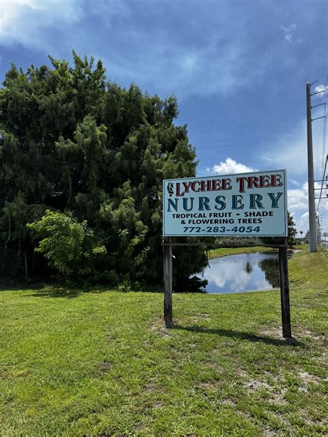 Lychee Tree Nursery