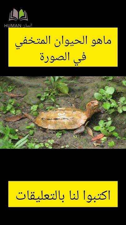 التحدي الأسطوري ماهو الحيوان المتخفي في الصورة؟🔥 Youtube