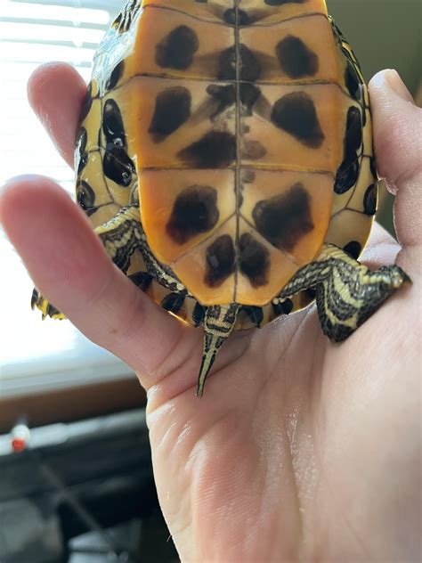 Can Someone Sex My Turtle Rturtle