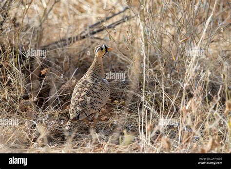 A Black Faced Sandgrouse Pterocles Decoratus In The Samburu National