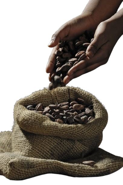 Cocoa Beans Health Benefits Nutritional Value And Easy Recipes Kuraway