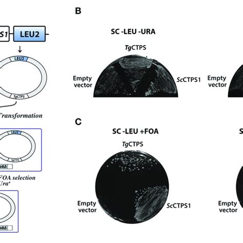 Functional Complementation Of Yeast Ctp Synthase Double Mutant By