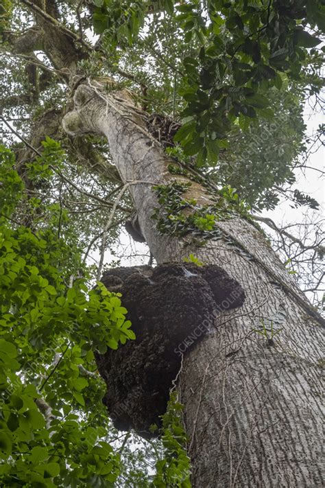Termite Nest On A Tree Stock Image C058 0948 Science Photo Library