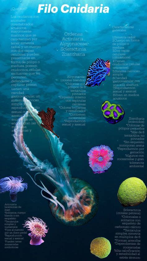 Phylum Cnidaria Examples With Pictures And Names