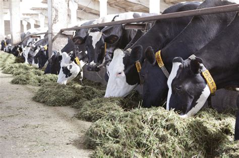 Что такое органические продукты питания - НАША ЕДА