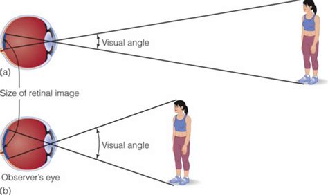 Lecture Five Part Two Depth Perception Flashcards Quizlet