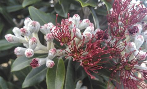 Metrosideros Excelsa