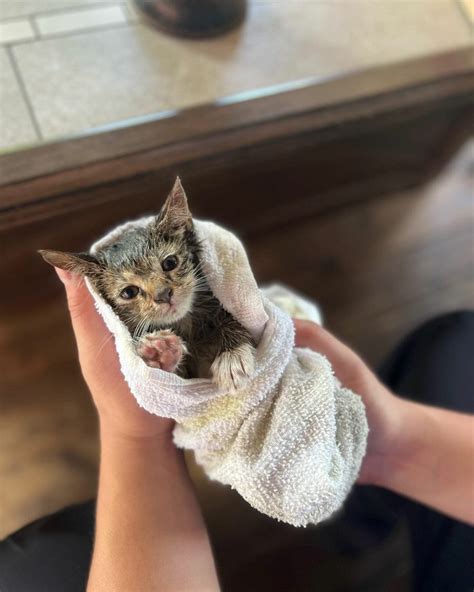 Fdny Firefighters Rescue Kitten Trapped In Wheel Well Of Car — Thank You
