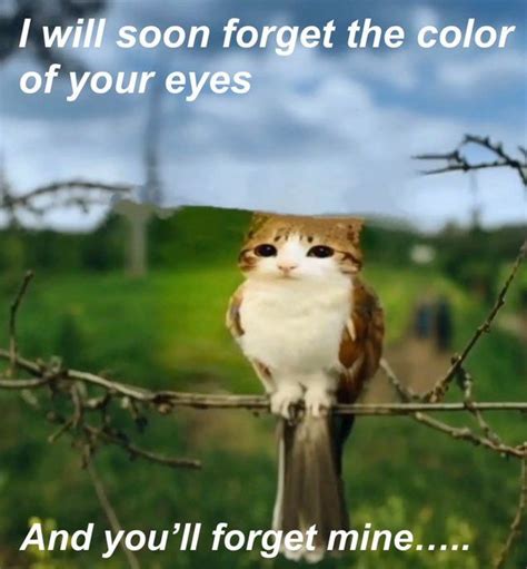 Owl Cat Meme