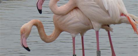 Flamingos Aren T Born Pink But Grey Their Signature Pink Color Is Due