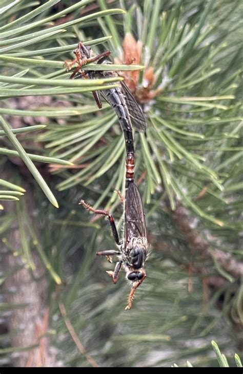 What Are These Bugs That Appeared To Be Connected At The Rear Rwhatbugisthis