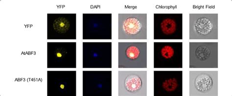 Subcellular Localization Of Mutated Abf3 T451a Subcellular