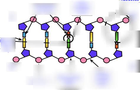 Dna Diagram Diagram Quizlet