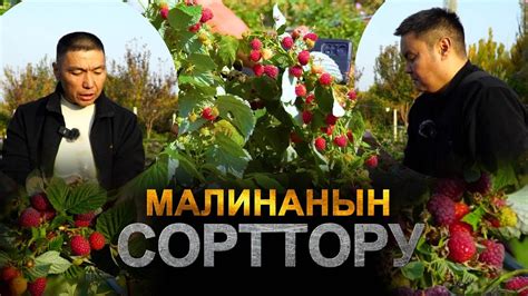 Малинанын сорттору. Полька, Палана, Пшехиба - YouTube