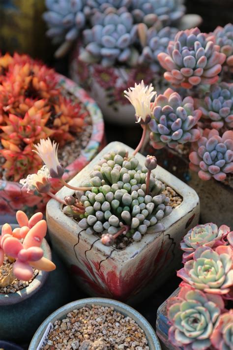 다육이키우는법 오십령옥 결국 꽃을 못 봤다 네이버 블로그